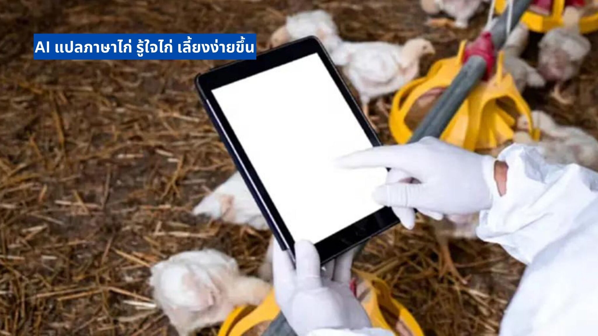 Dalhousie กับ AI แปลภาษาไก่ รู้ใจไก่ เลี้ยงง่ายขึ้น - ecom.co.th